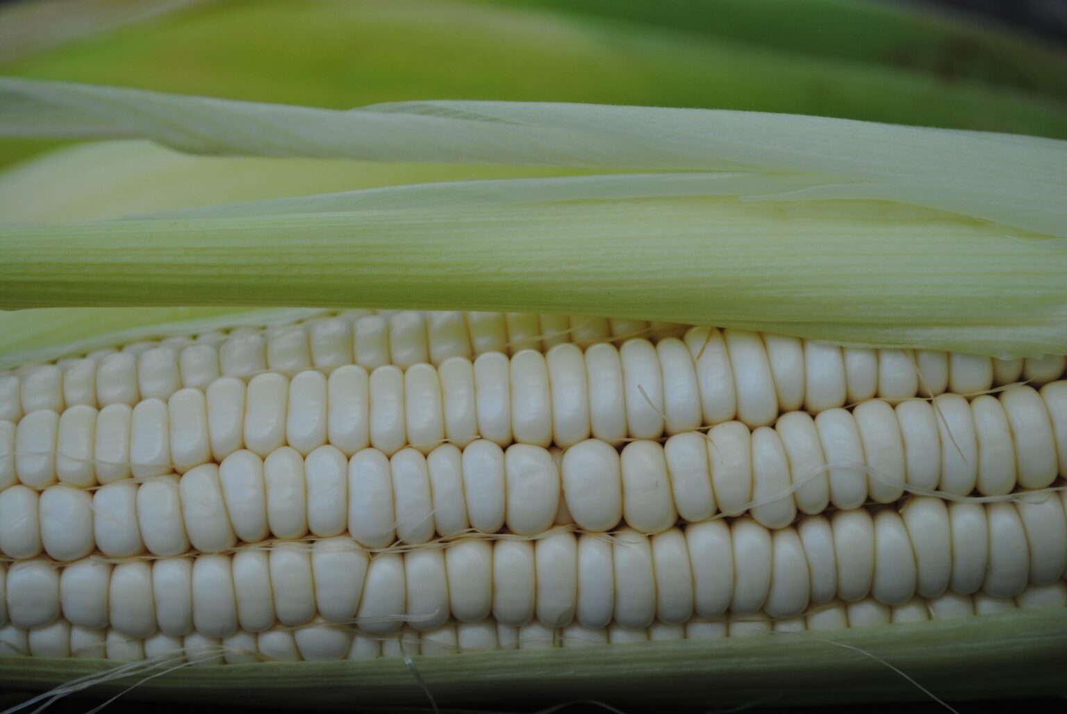 Stowell's Evergreen Open Pollinated Sweet Corn - Heavenly Seed